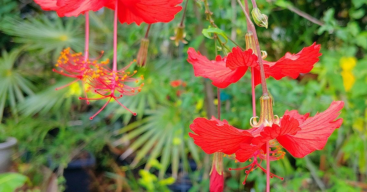 PCOL Prayer Garden Fairy Hibiscus | OurCreateFactory | 8th Wall