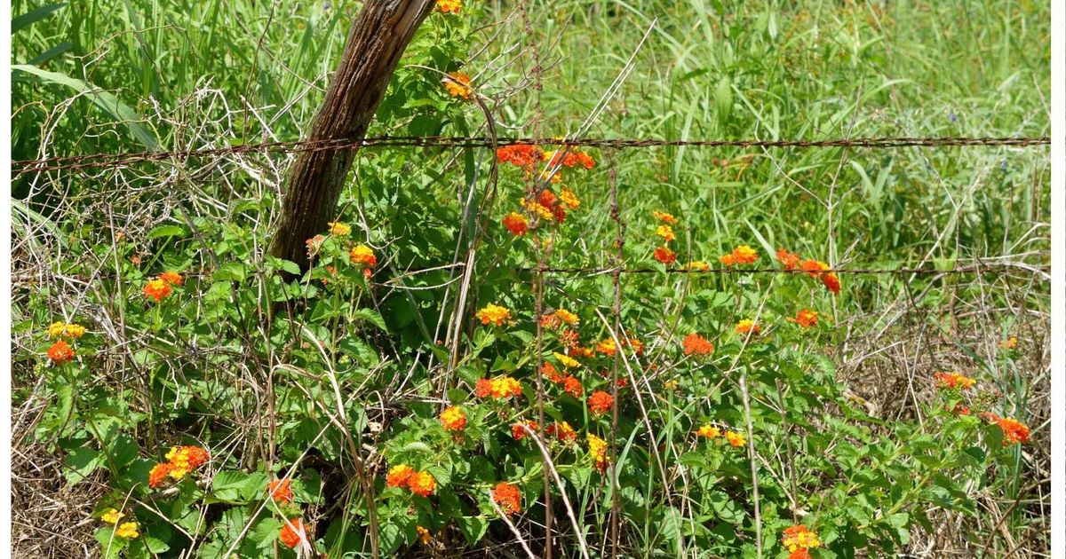 PCOL Prayer Garden - Wild Lantana | OurCreateFactory | 8th Wall