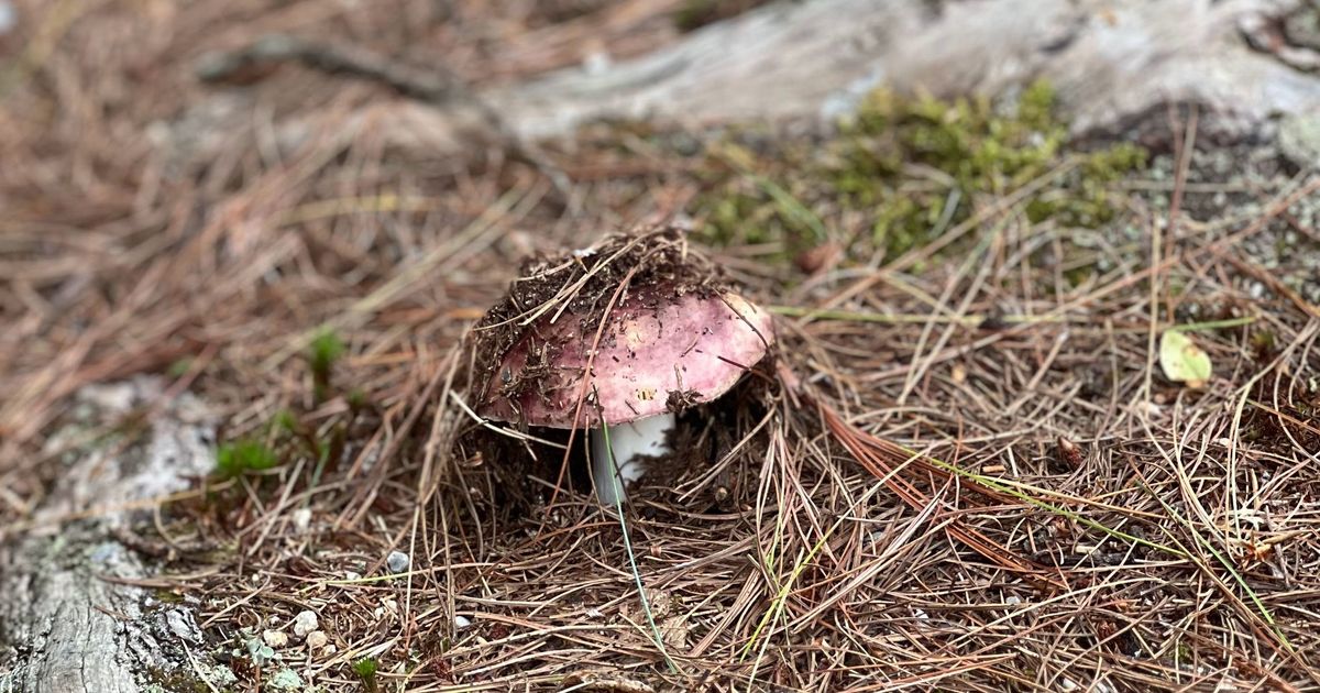 shroom_hunt | Simon Swartout | 8th Wall