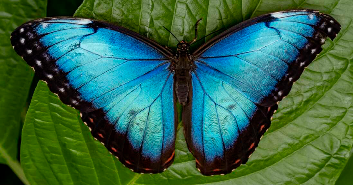 Butterfly Experience | Monkeystack | 8th Wall