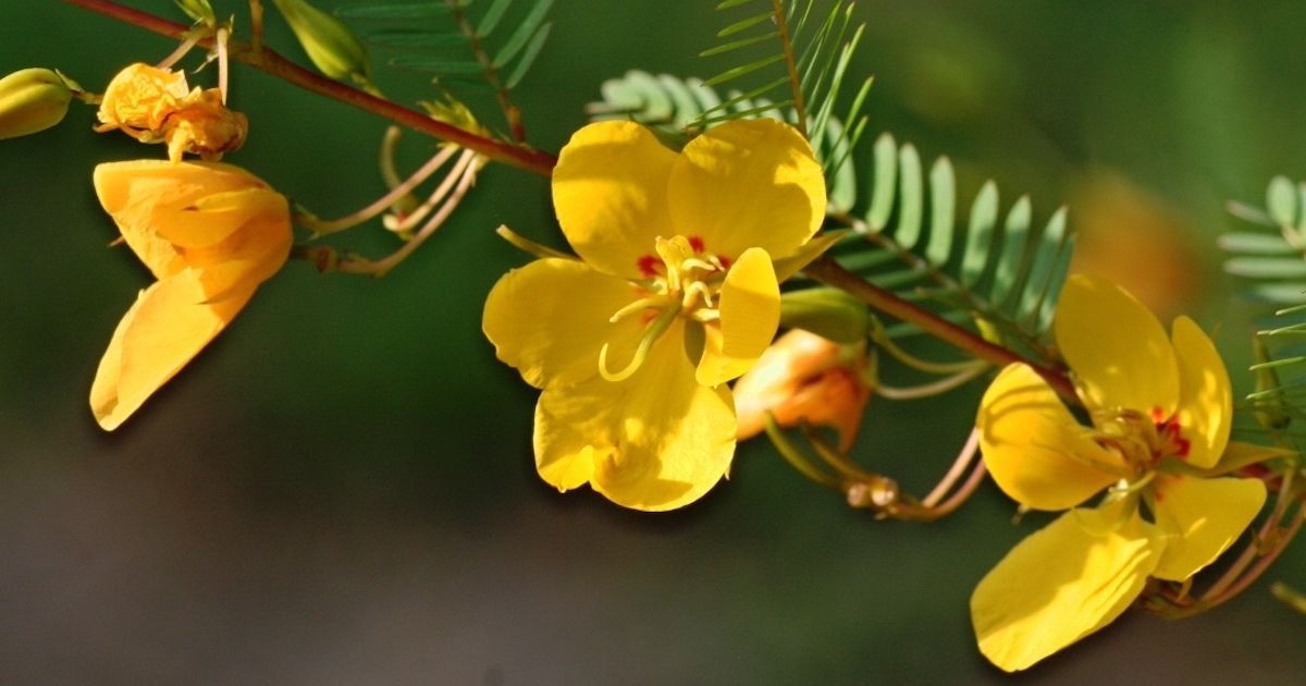 PCOL Prayer Garden - Partriage Pea | OurCreateFactory | 8th Wall