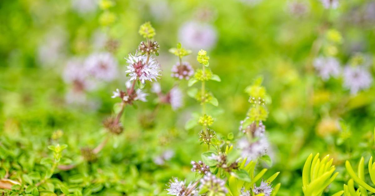 PCOL Prayer Garden - Pennyroyal | OurCreateFactory | 8th Wall