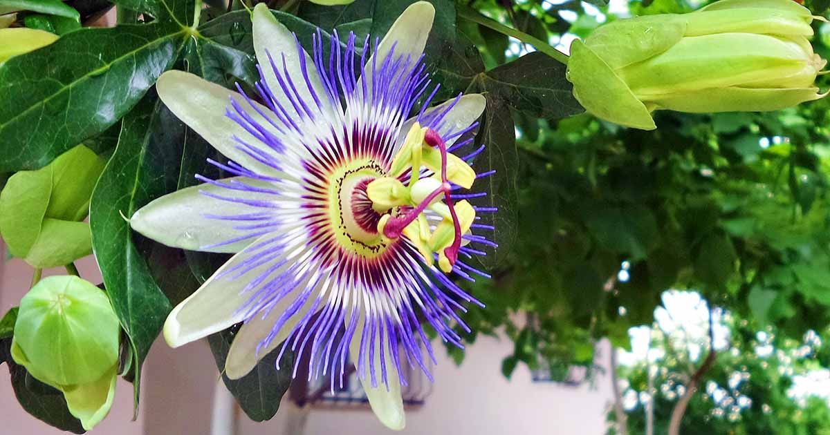 PCOL Prayer Garden - Passionflower Vine | OurCreateFactory | 8th Wall