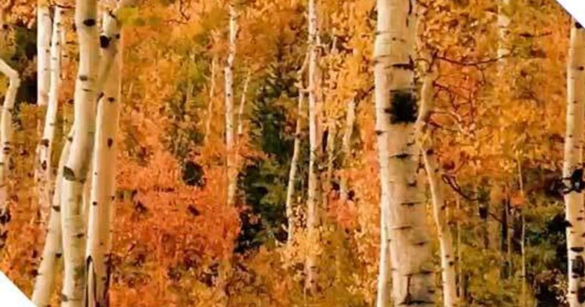 Augmented Nature Explorer | kamel ghabte | 8th Wall