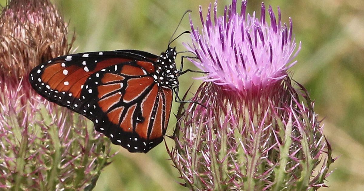 PCOL Prayer Garden - Purple Thistle | OurCreateFactory | 8th Wall