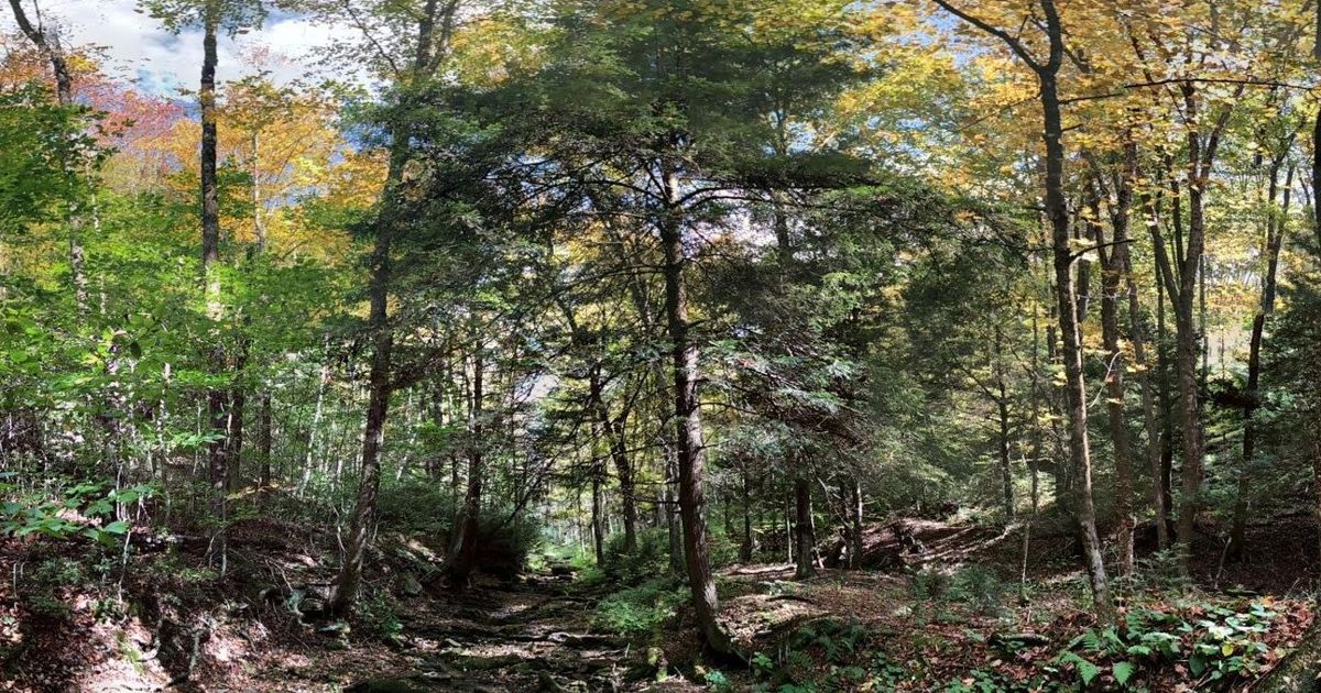 Temperate Forest - Pennsylvania | Andrew Thomason | 8th Wall