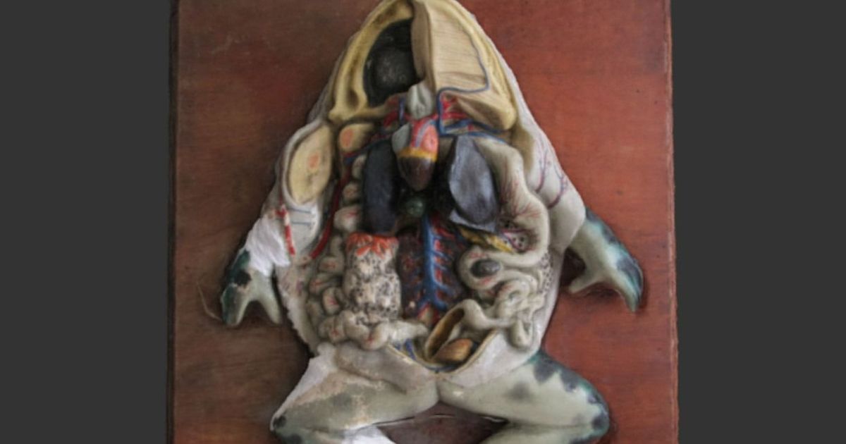 Frog Dissection Model | Andrew Thomason | 8th Wall