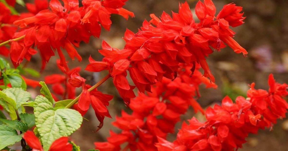 PCOL Prayer Garden - Tropical Sage | OurCreateFactory | 8th Wall