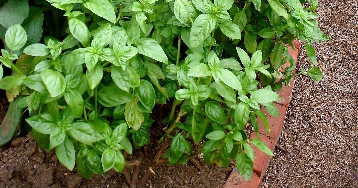 PCOL Prayer Garden - Wild Sweet Basil | OurCreateFactory | 8th Wall