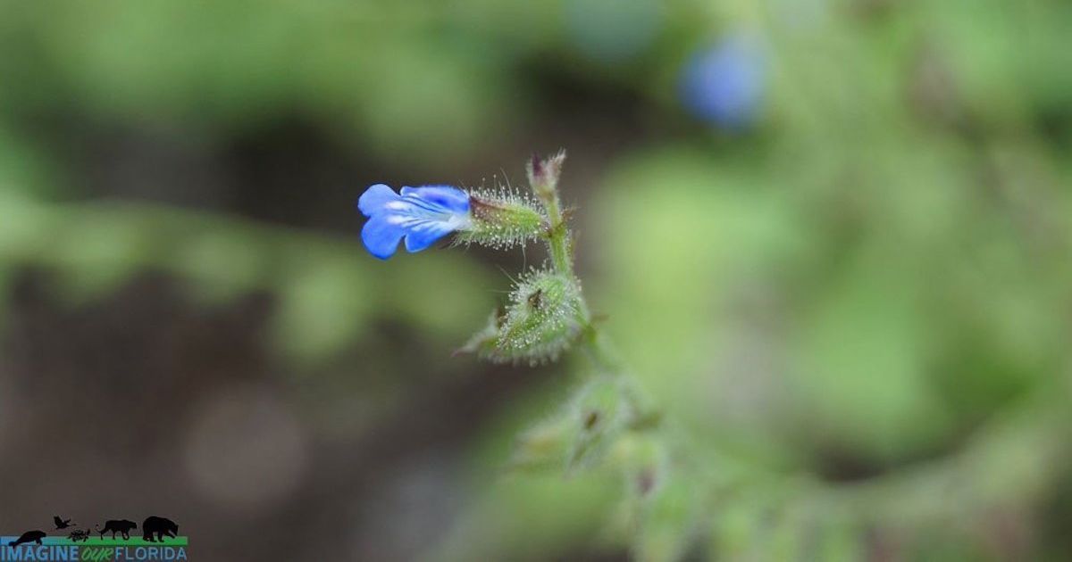 PCOL Prayer Garden - Creeping Sage | OurCreateFactory | 8th Wall