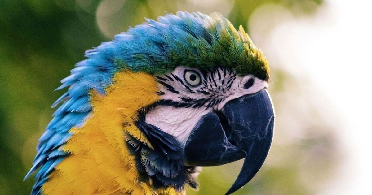 Video Images Prototype | Mal Duffin | 8th Wall