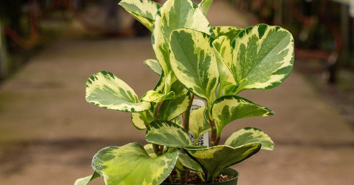 PCOL Prayer Garden - Florida Peperomia | OurCreateFactory | 8th Wall