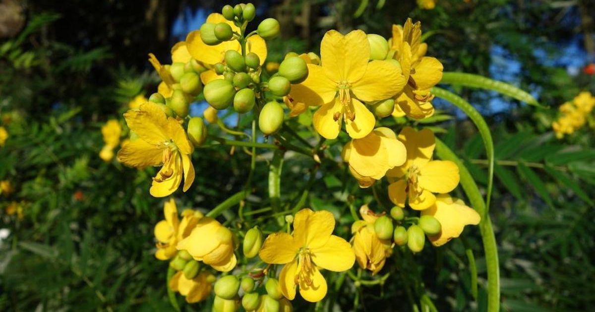 PCOL Prayer Garden Privet Senna | OurCreateFactory | 8th Wall