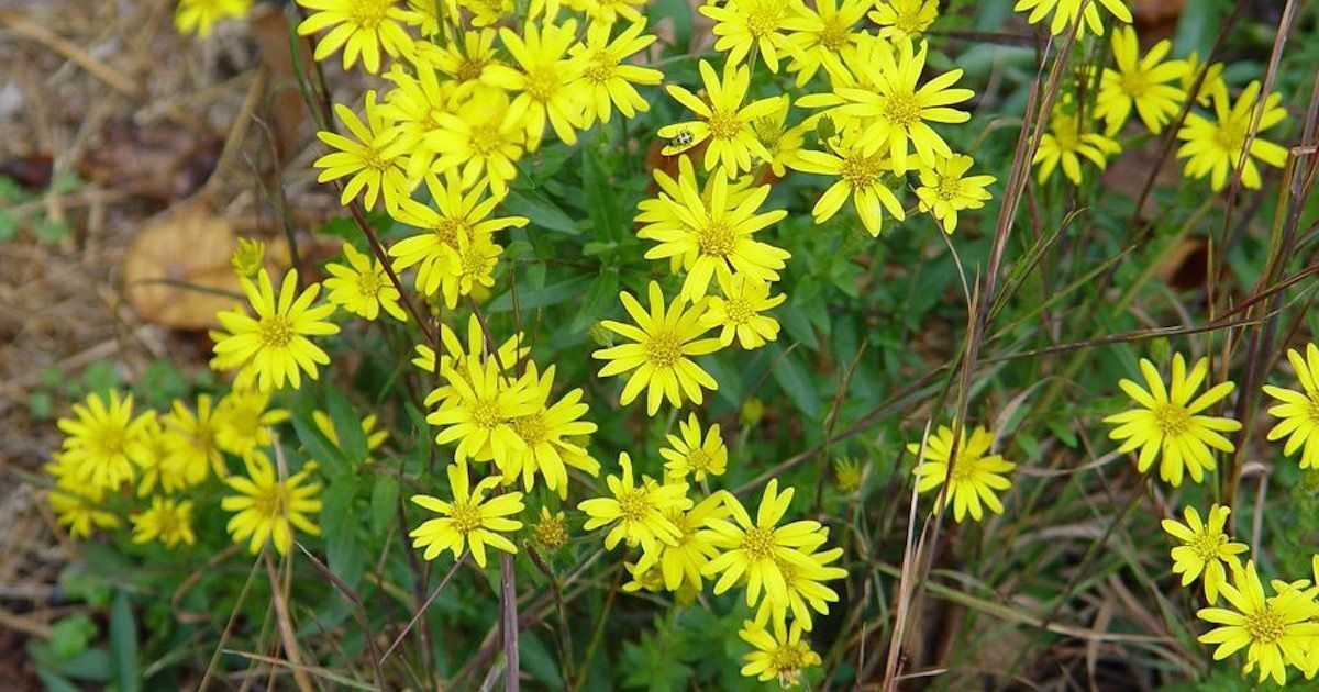 PCOL Prayer Garden - Maryland Goldenaster | OurCreateFactory | 8th Wall