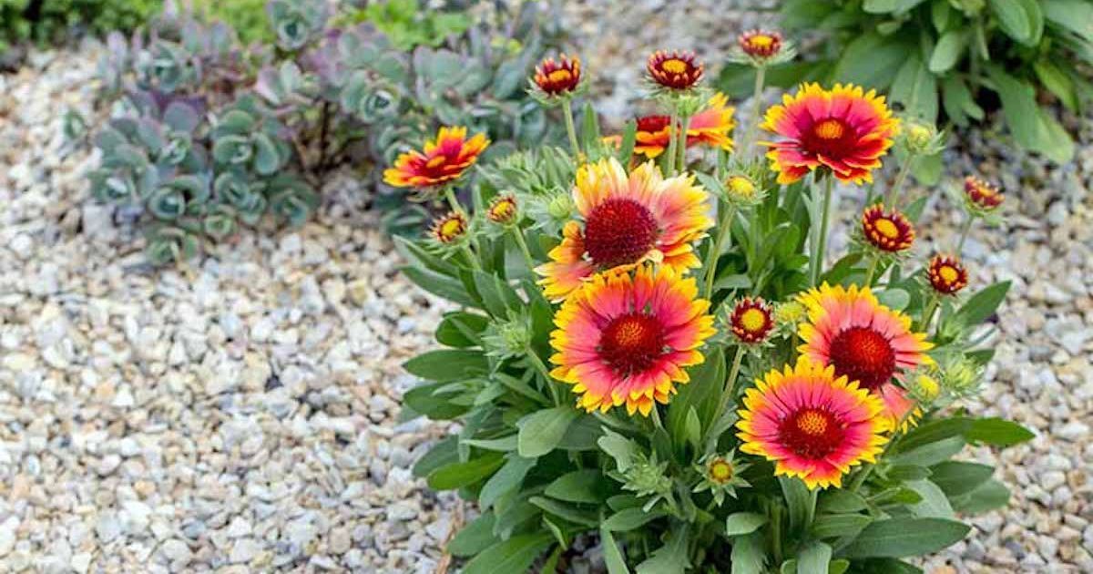PCOL Prayer Garden - Blanket Flower | OurCreateFactory | 8th Wall