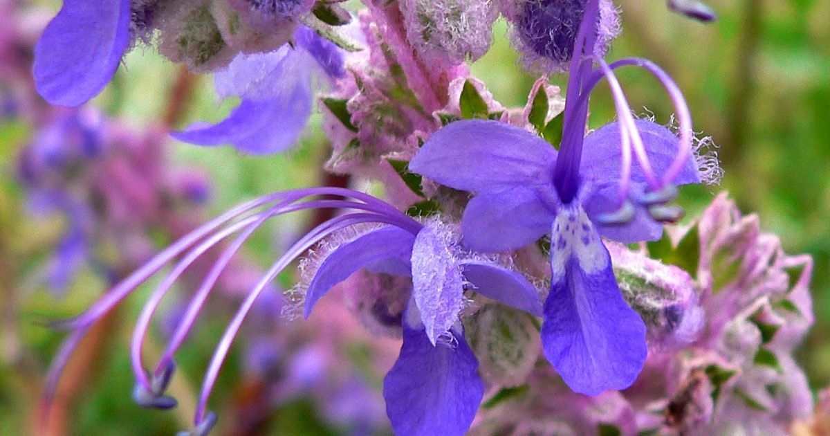 PCOL Prayer Garden - Blue Curl | OurCreateFactory | 8th Wall