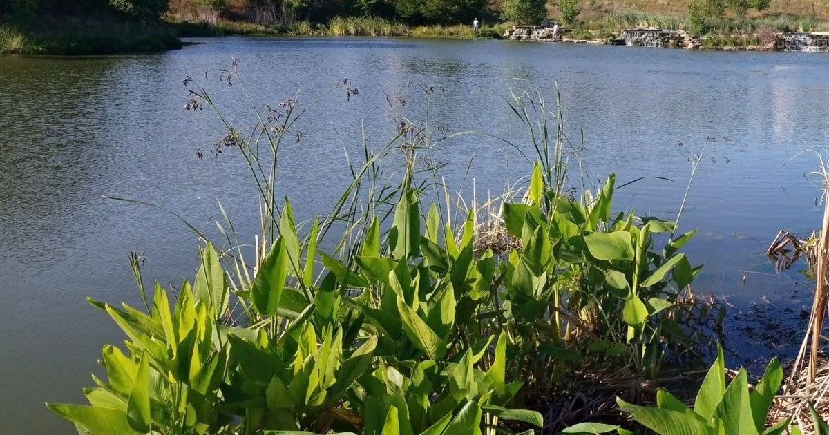 Pond Biome | Andrew Thomason | 8th Wall