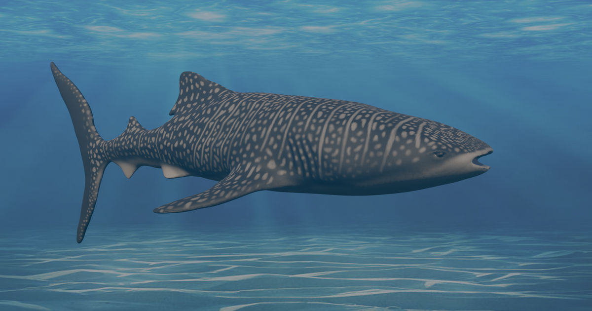 A Slice Of Sea Life | Jess Forrester | 8th Wall