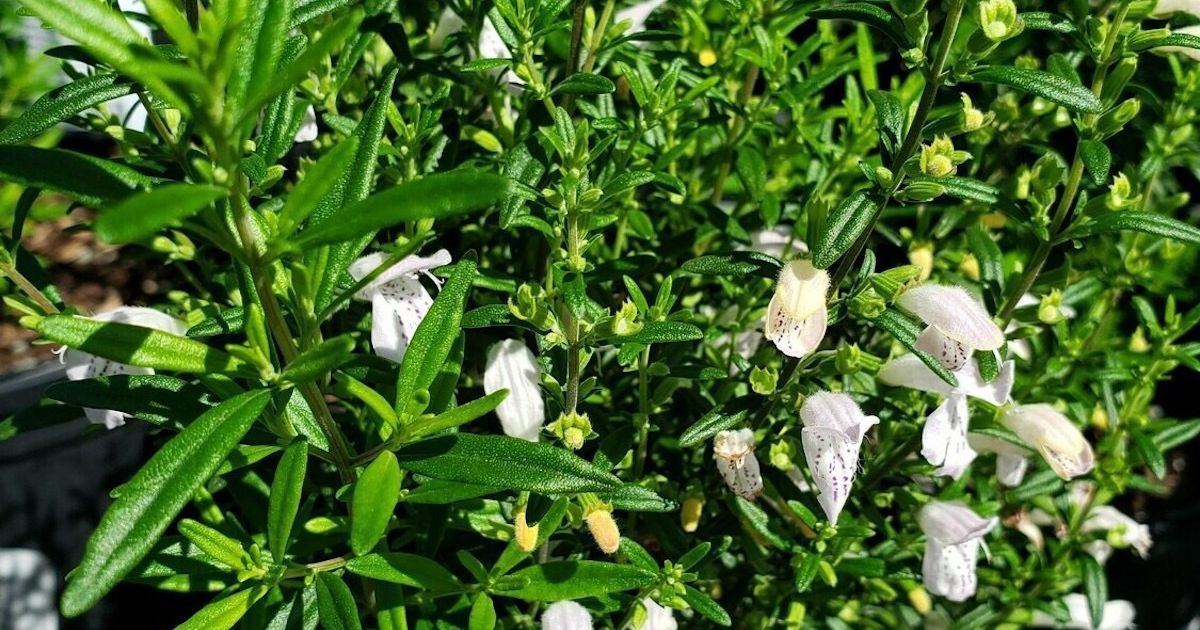 PCOL Prayer Garden - Georgia Calamint | OurCreateFactory | 8th Wall