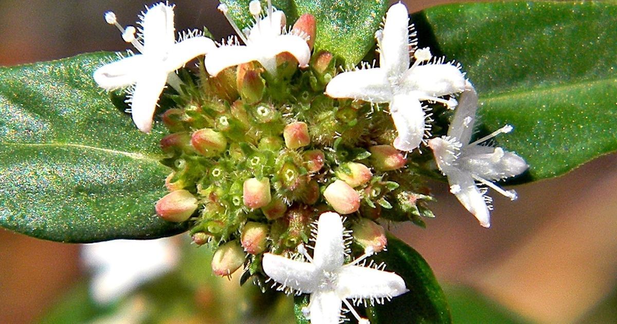 PCOL Prayer Garden - False Buttonweed | OurCreateFactory | 8th Wall