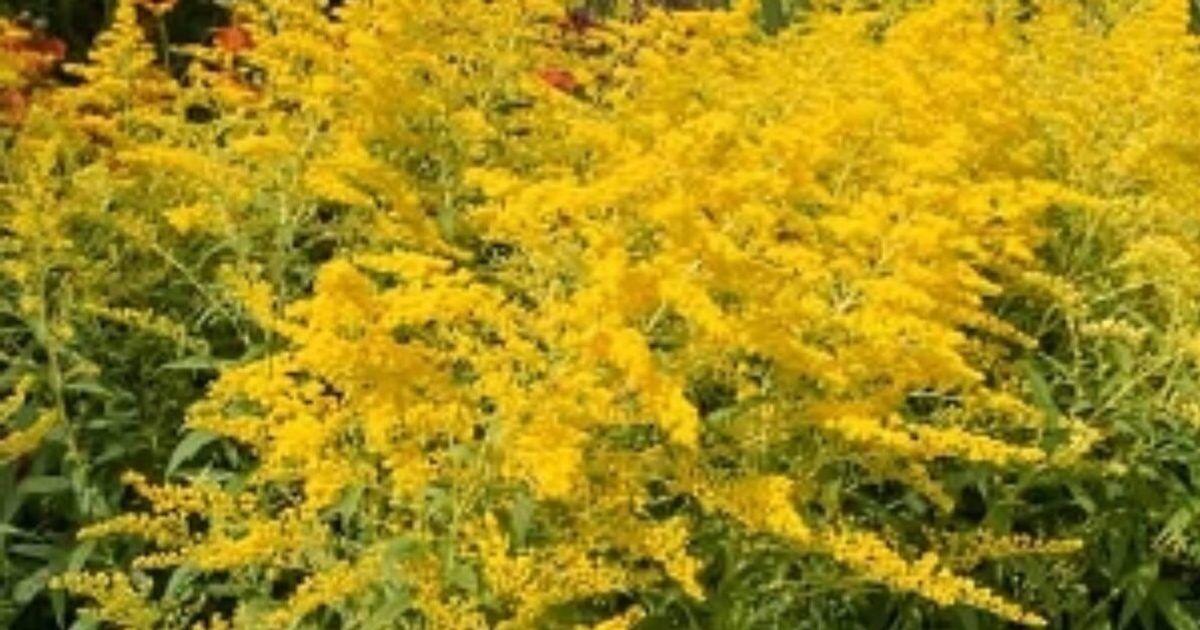 PCOL Prayer Garden - Sweet Goldenrod | OurCreateFactory | 8th Wall