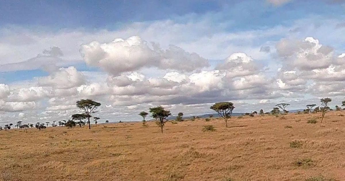African Savanna - Grassland Biome (Tanzania) | Andrew Thomason | 8th Wall