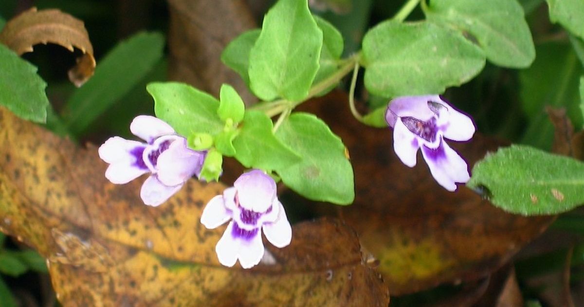 PCOL Prayer Garden - Browne's Savory | OurCreateFactory | 8th Wall