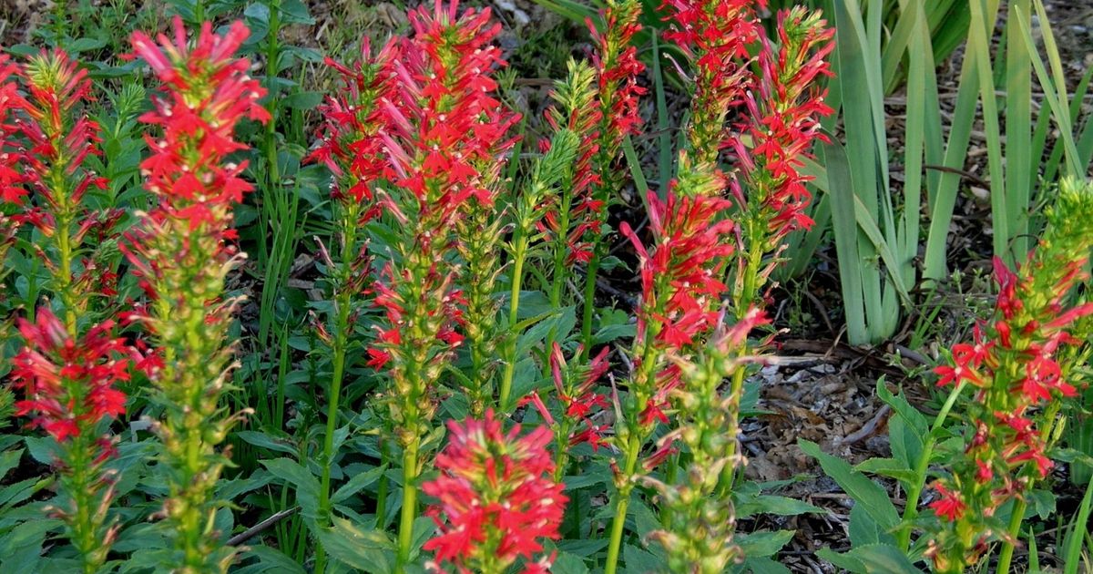 PCOL Prayer Garden - Cardinal Flower | OurCreateFactory | 8th Wall