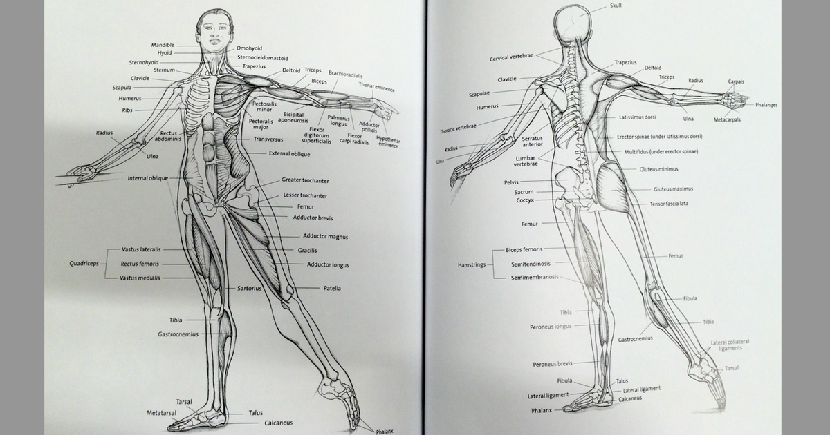 Important muscle groups in ballet | Xiaohan Wu | 8th Wall