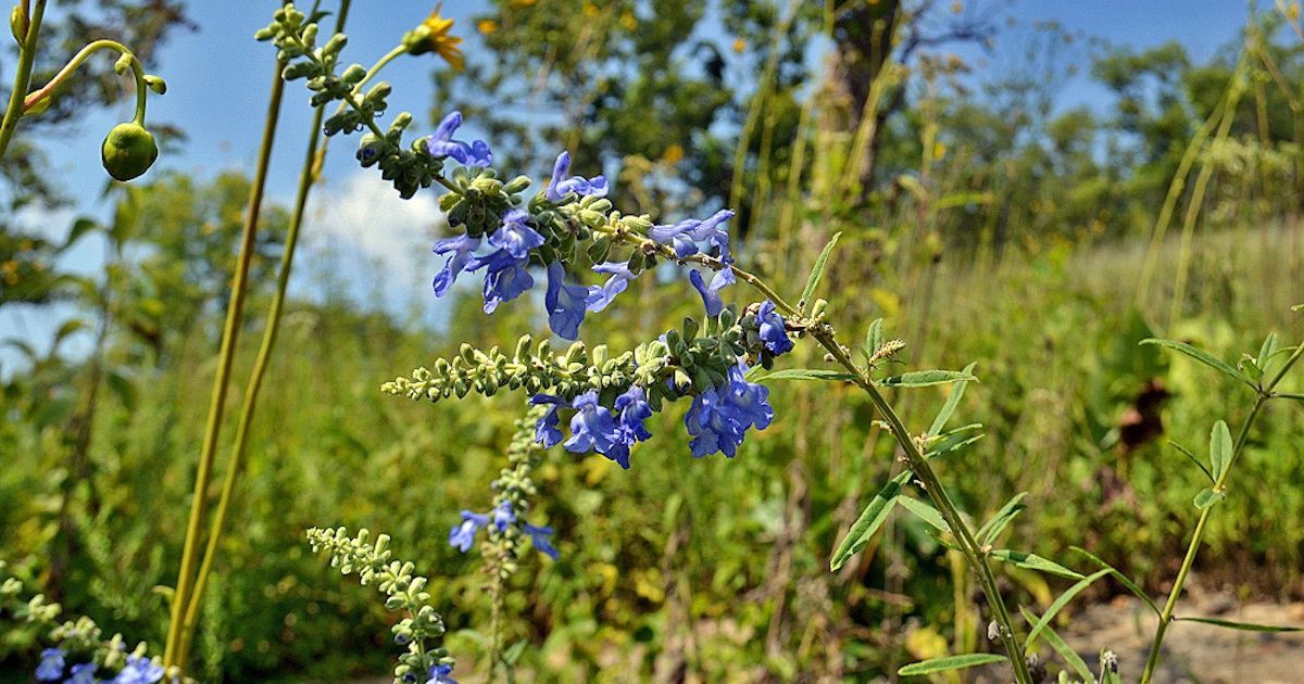 PCOL Prayer Garden - Blue Sage | OurCreateFactory | 8th Wall