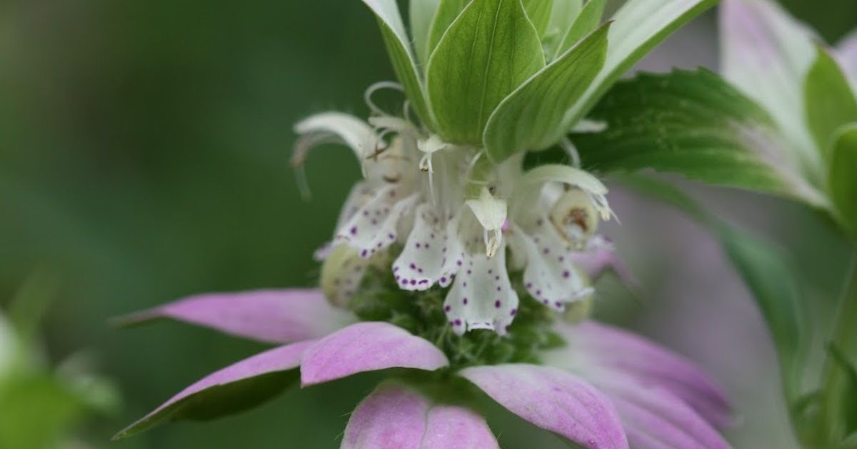 PCOL Prayer Garden - Dotted Horsemint | OurCreateFactory | 8th Wall