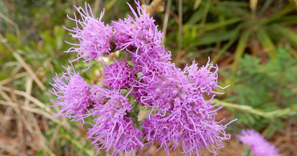PCOL Prayer Garden - Florida Paintbrush | OurCreateFactory | 8th Wall