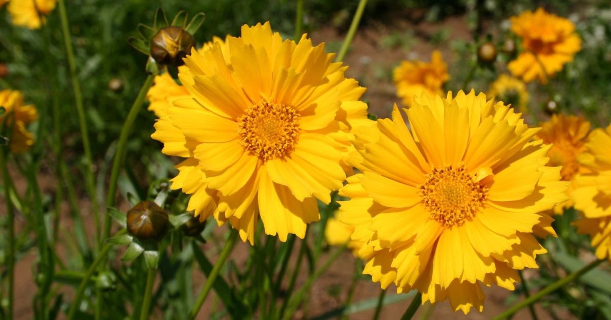 PCOL Prayer Garden - Lance Leaved Coreopsis | OurCreateFactory | 8th Wall