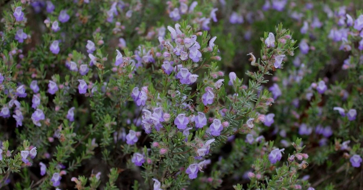 PCOL Prayer Garden - False Rosemary | OurCreateFactory | 8th Wall