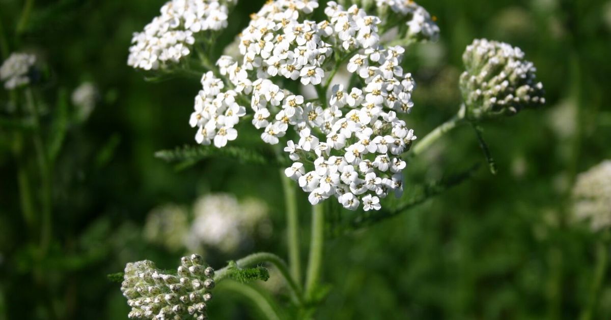 PCOL Prayer Garden - Yarrow | OurCreateFactory | 8th Wall