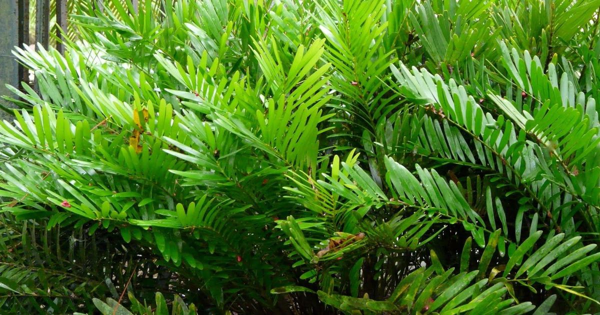 PCOL Prayer Garden - Coontie | OurCreateFactory | 8th Wall